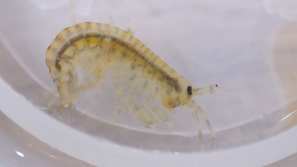 Gammarus fasciatus from Oaks, PA, USA on September 01, 2020 at 07:55 PM ...