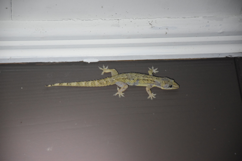 Maria Islands Leaf-toed Gecko from Point Radix, Ortoire, Trinidad and ...