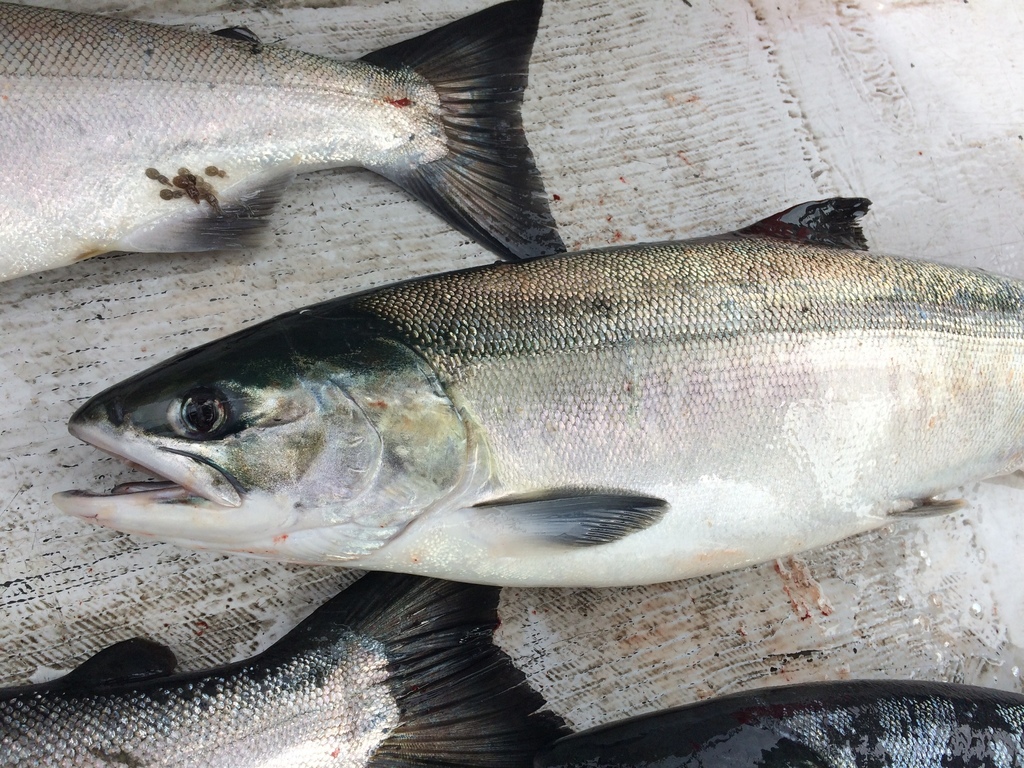Chum Salmon (Oncorhynchus keta) - Marine Life Identification