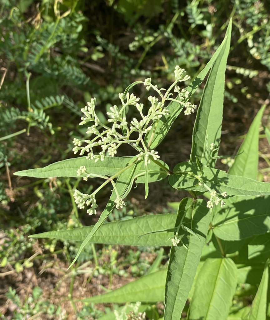 upland boneset from Gambrill State Park, Frederick, MD, US on July 26 ...