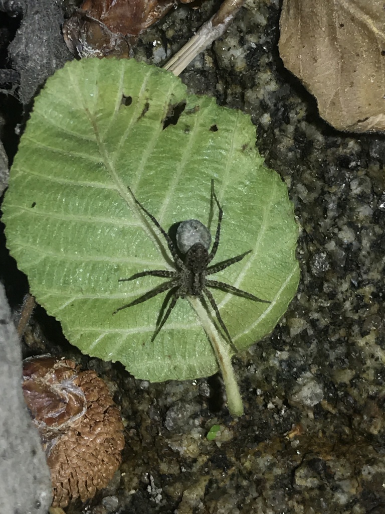 Thin-legged Wolf Spiders from San Bernardino National Forest, Lake ...