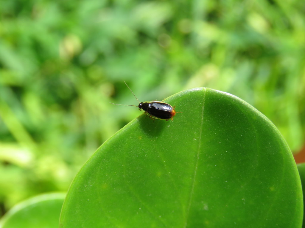 Anaplecta fallax from Santa Teresita, Guadalajara, Jal., México on ...