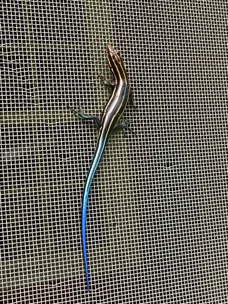 Common Five-lined Skink from George Washington & Jefferson National ...