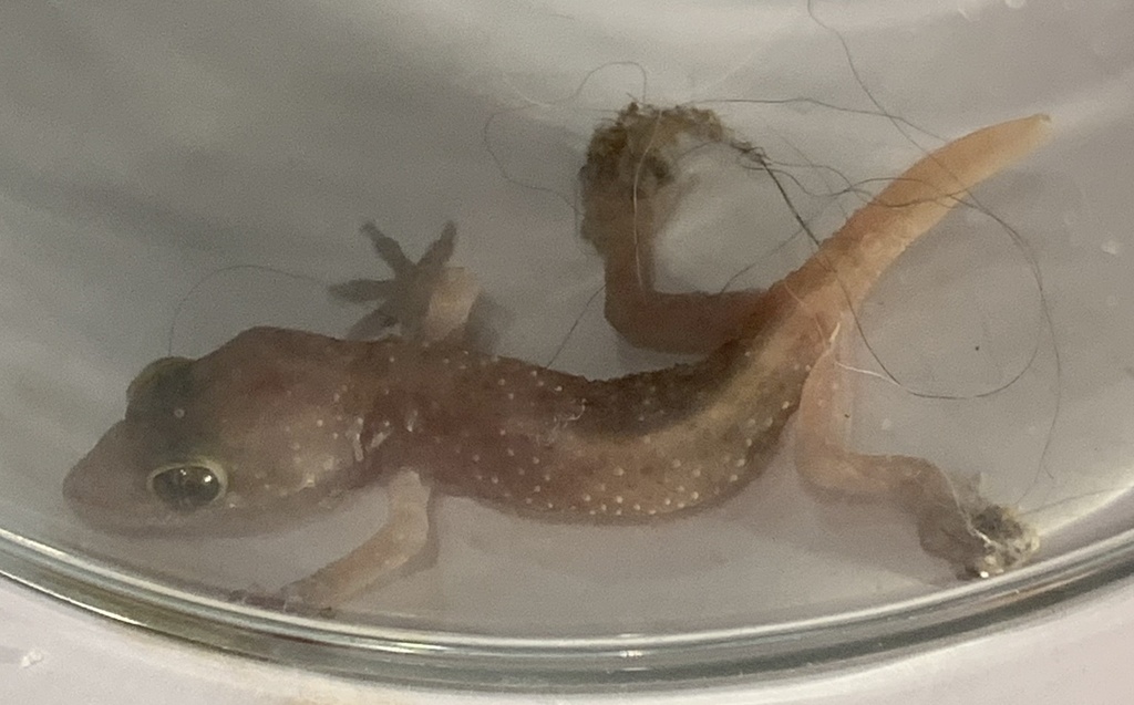 Mediterranean House Gecko from Winchester Rd, Austin, TX, US on ...