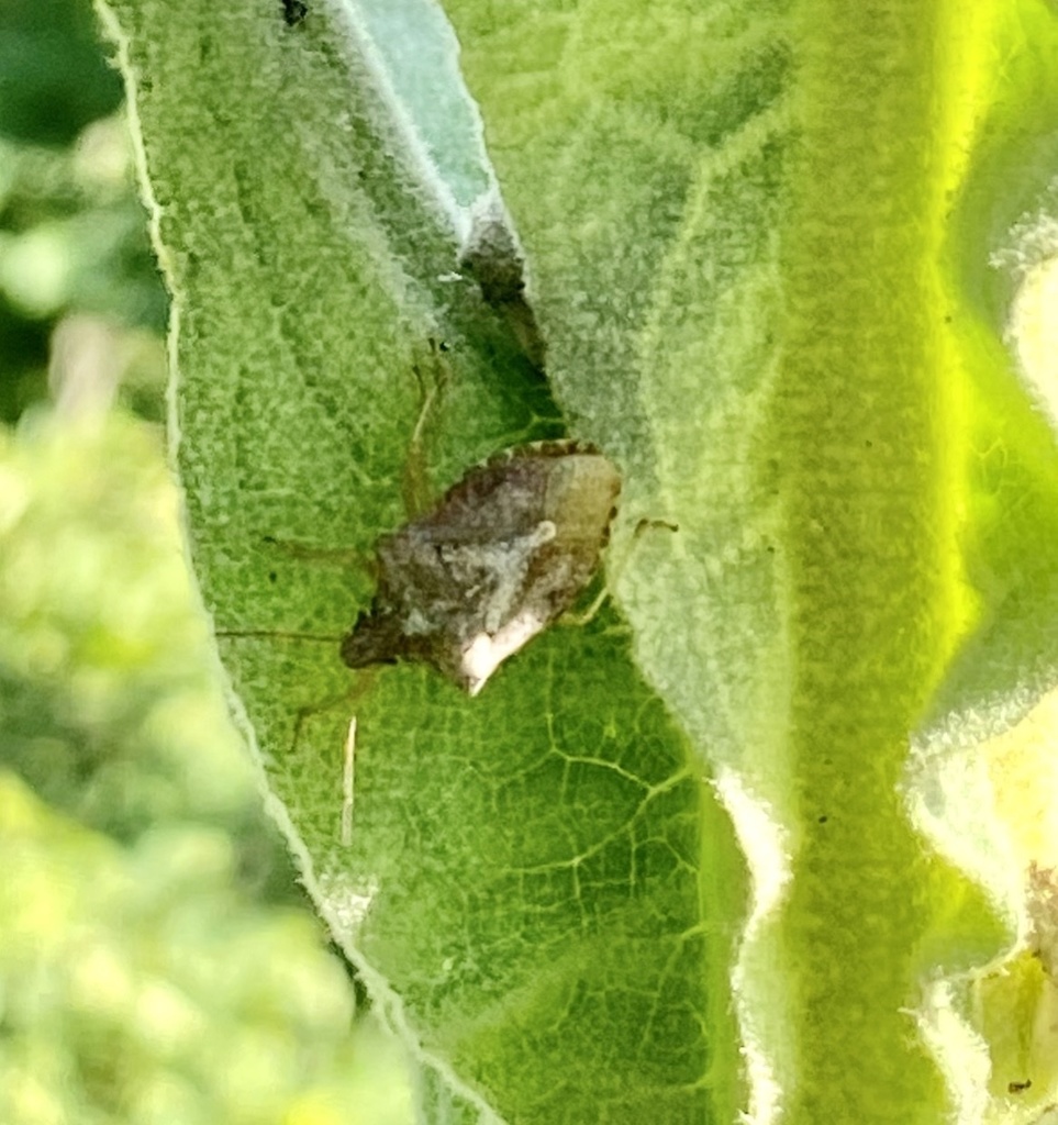 Brown Stink Bugs from Gambrill State Park, Frederick, MD, US on July 26 ...