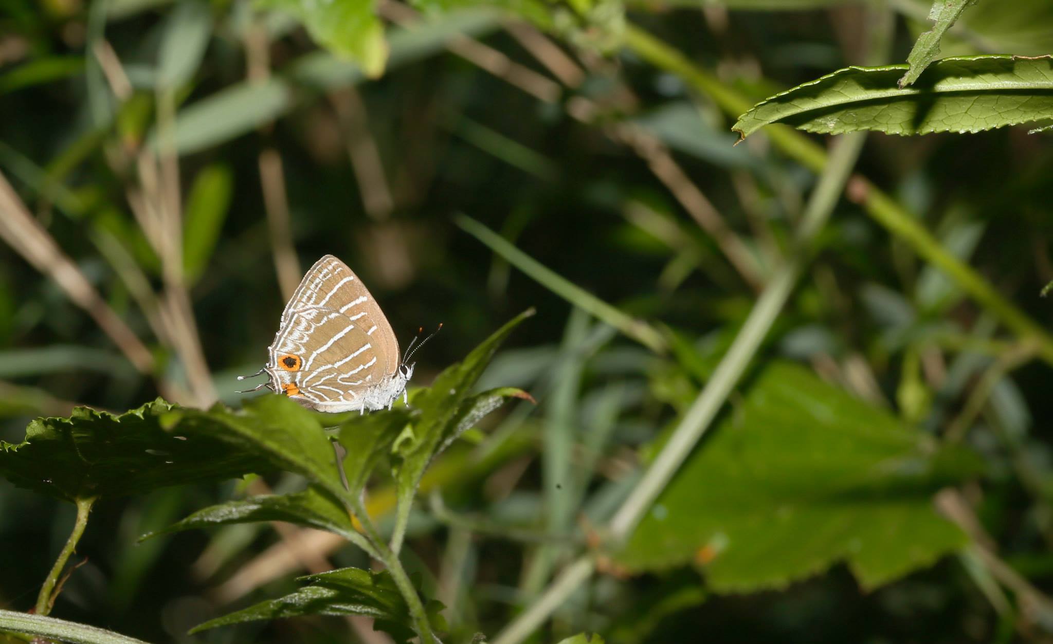 Wagimo insularis Shirôzu, 1957
