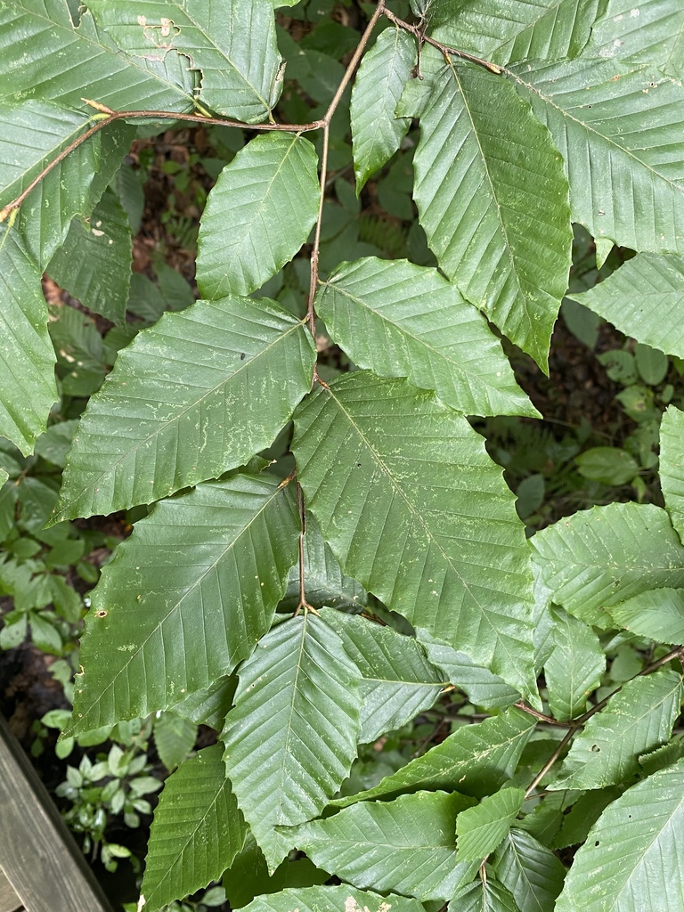 American beech from Great Swamp National Wildlife Refuge, Millington ...