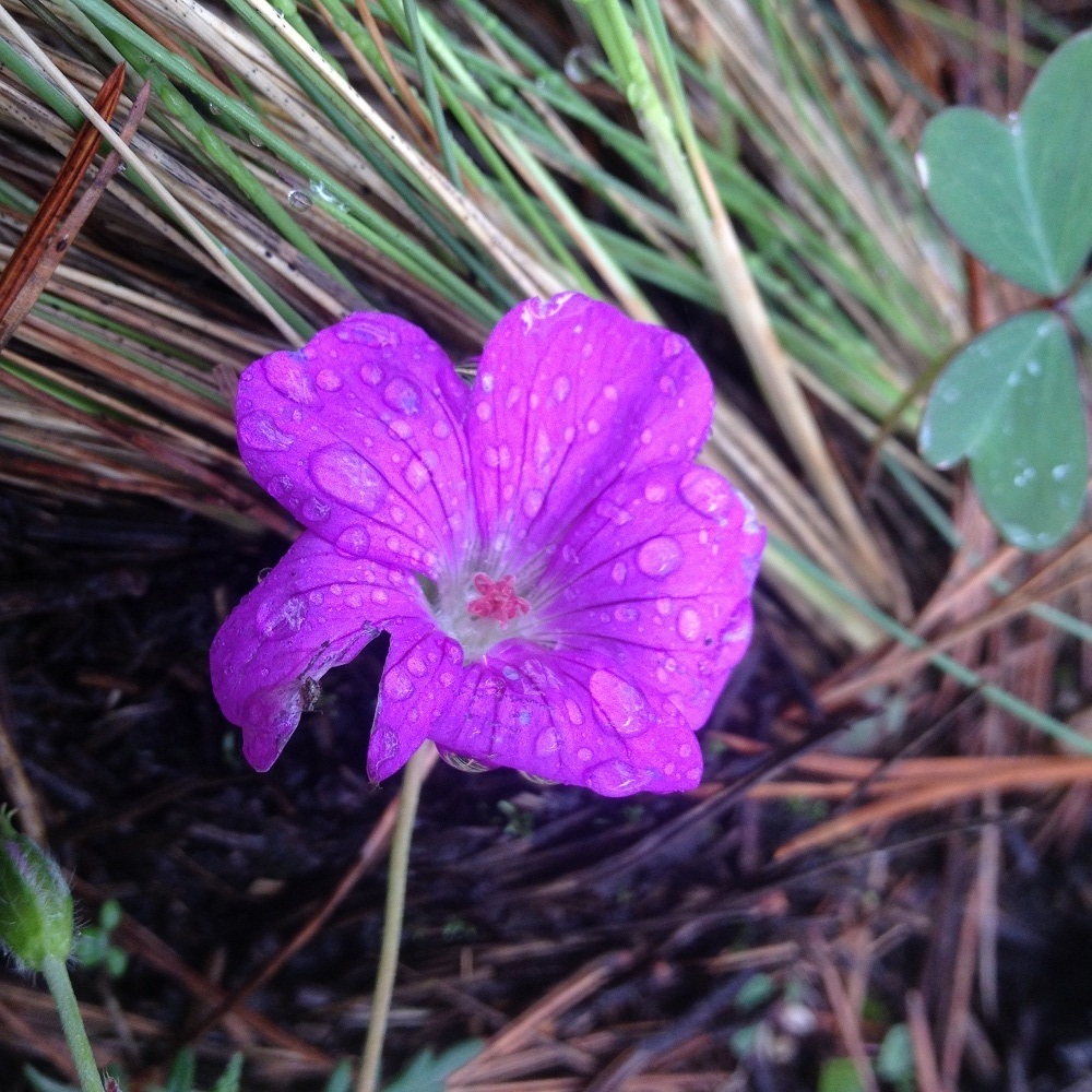 Geranium potentillifolium from Amecameca, Iztaccihuatl-Popocatepetl ...