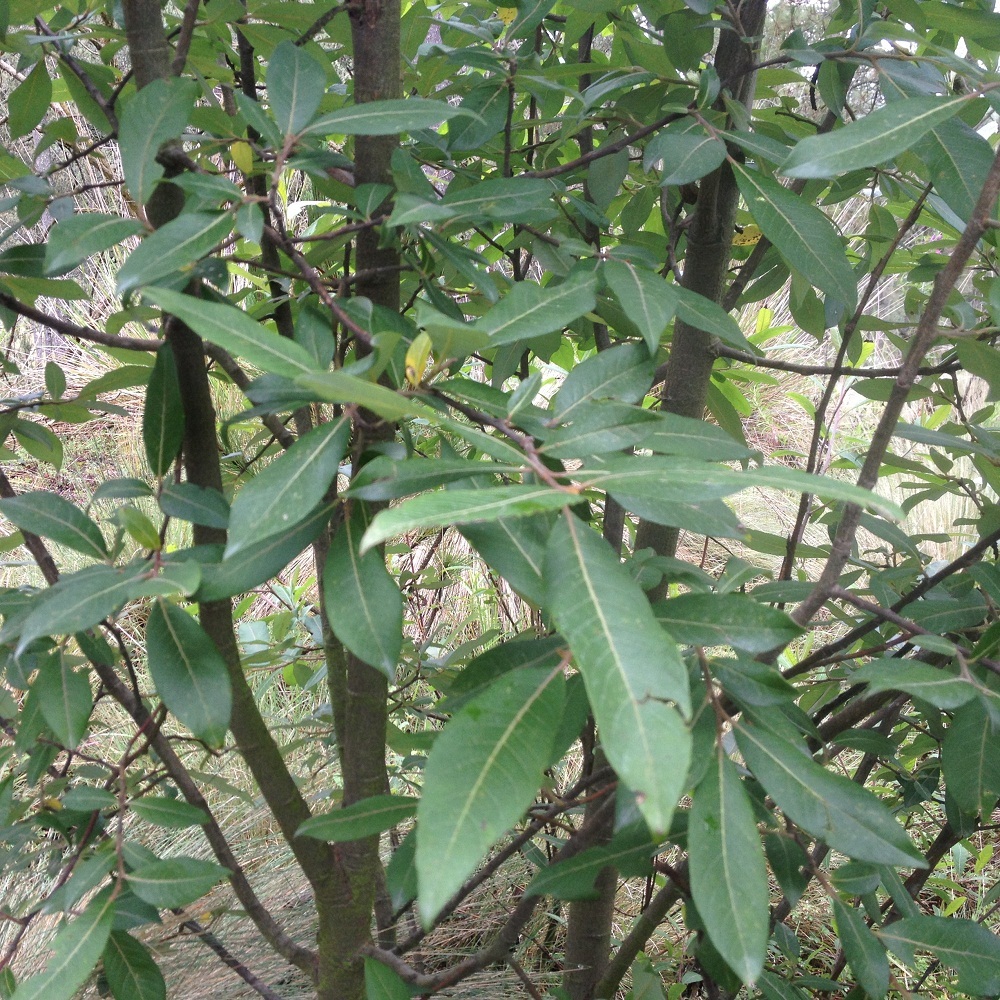 Salix paradoxa Kunth