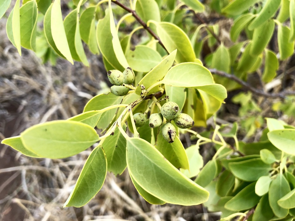 coast sandalwood on March 19, 2019 at 10:14 AM by Bert Kimura ...
