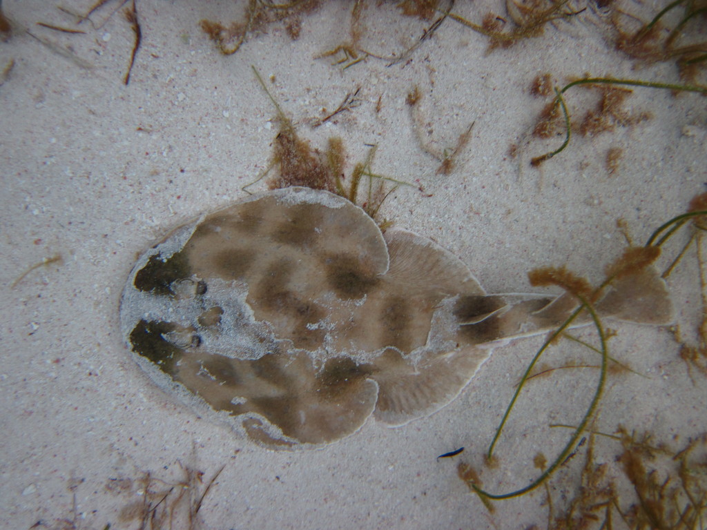Small Electric Ray (Marine life of the Rio Grande Valley) · iNaturalist