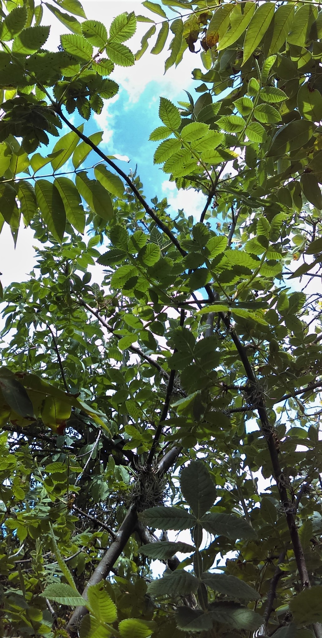 Bursera palmeri S.Watson