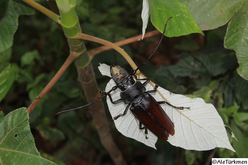 (Callipogon beckeri)