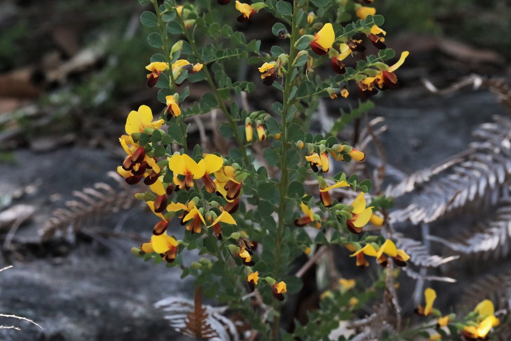 rhombic bossiaea from Sherwood NSW 2450, Australia on September 01 ...