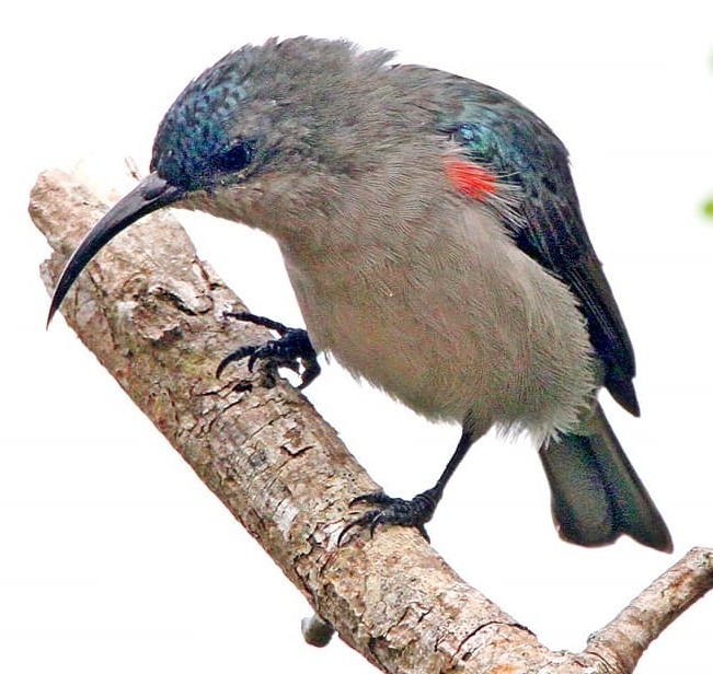 Mouse-colored Sunbird from Van Stadens Pass, Hankey District, South ...