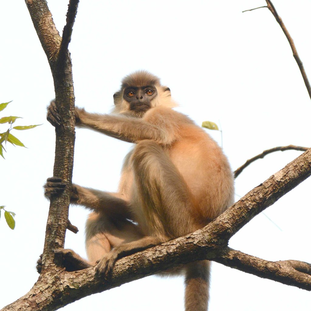 Capped Lutung in March 2015 by Yuwaraj Gurjar · iNaturalist