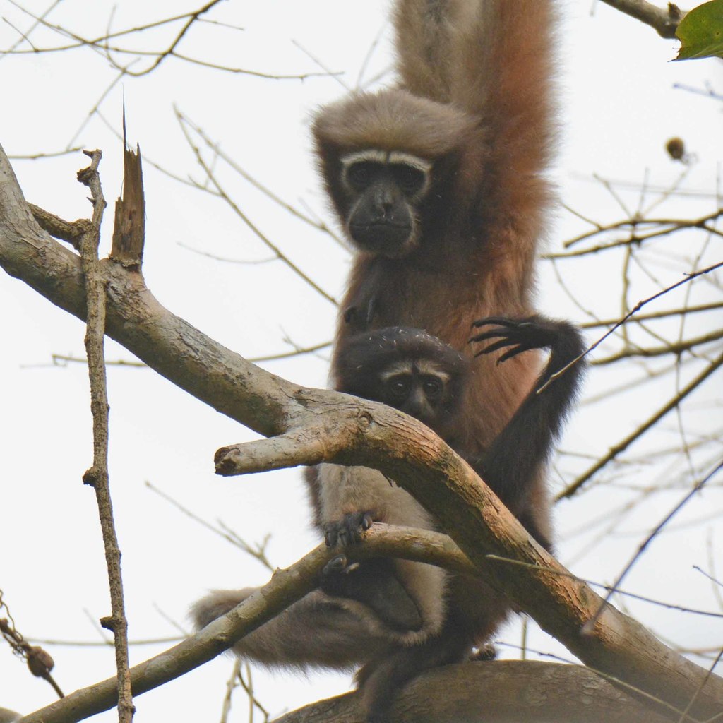 Hoolock Gibbons (Hoolock) - Know Your Mammals