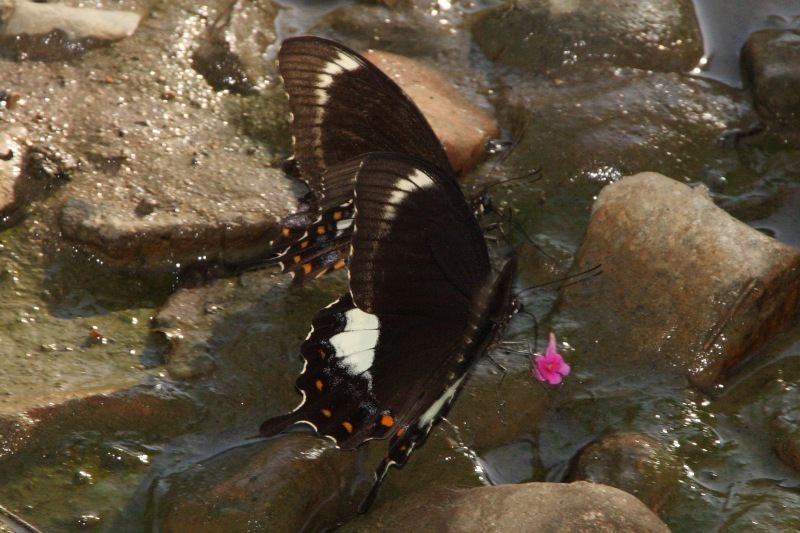 Capaneus Swallowtail from Cape Hillsborough QLD 4740, Australia on ...