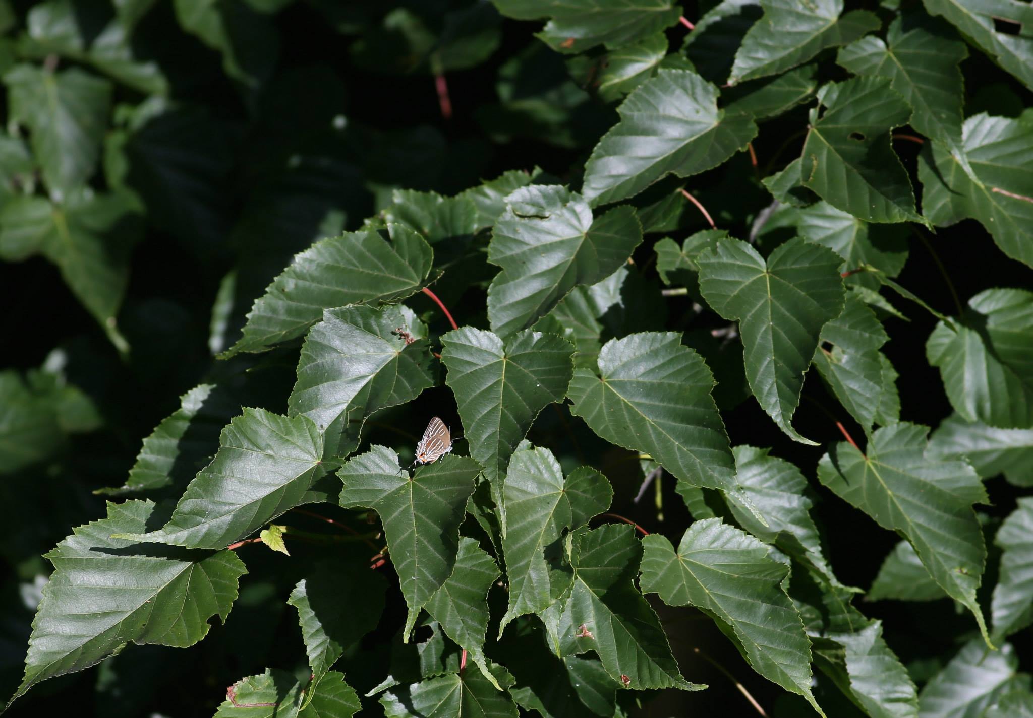 Wagimo insularis Shirôzu, 1957