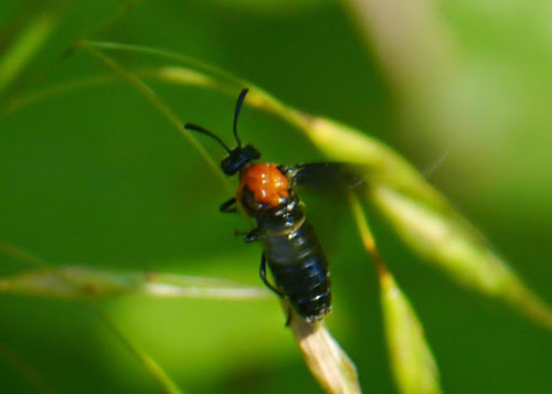 Willow Oak Sawfly (Arge quidia) · iNaturalist