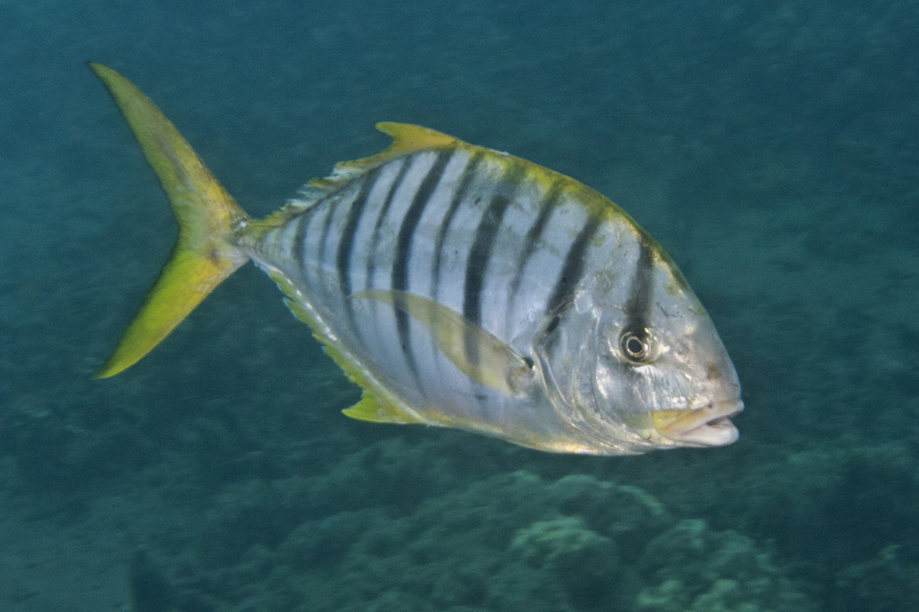 Golden Trevally (Pocket guide to fauna of Hamilton Island, QLD ...