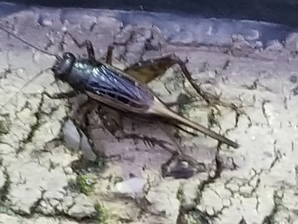 Ground Crickets from Columbia, MD 21046, USA on September 2, 2020 at 06 ...