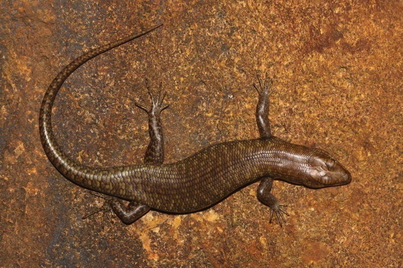 Lemon-barred Forest Skink from Hervey Range QLD 4817, Australia on ...