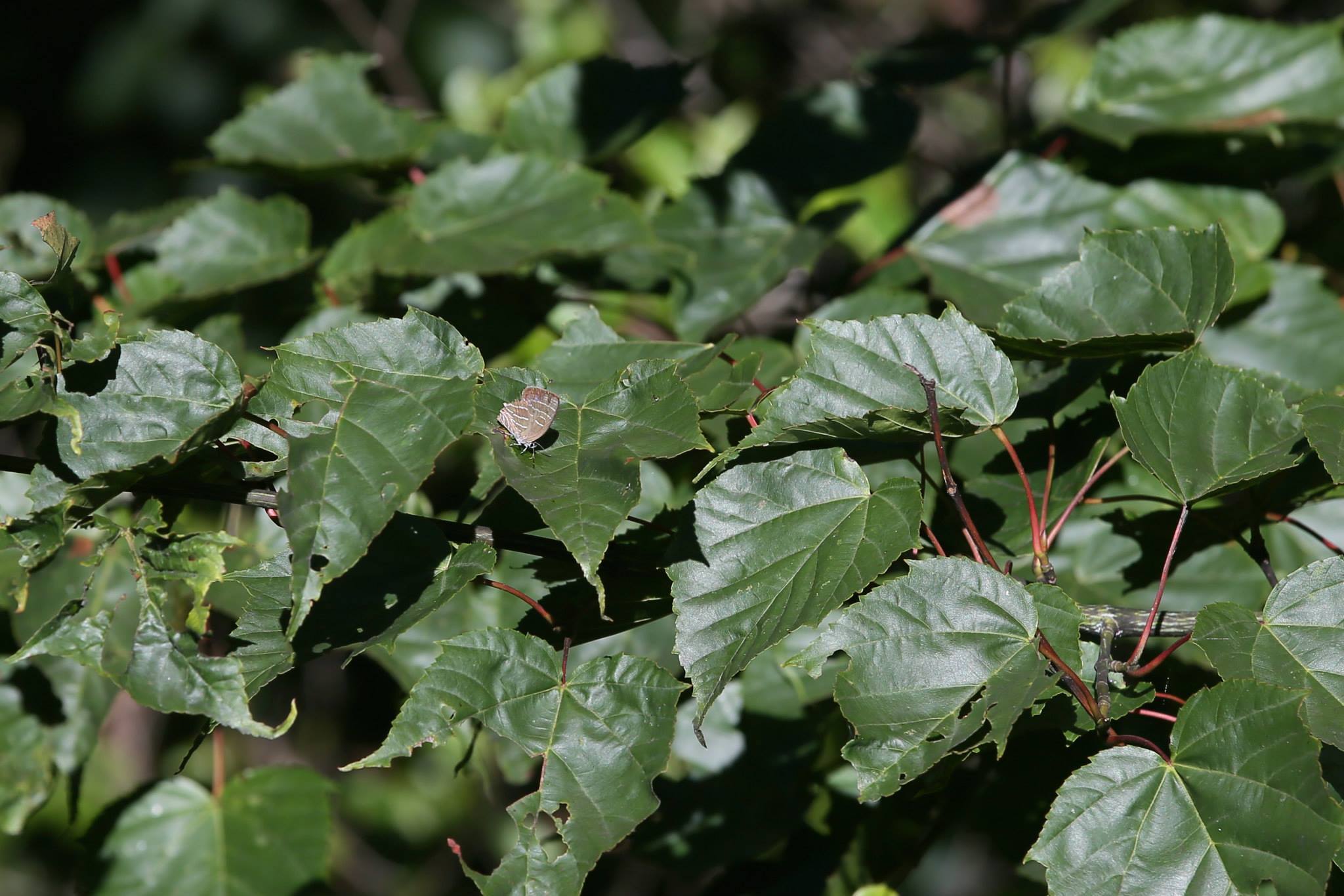 Wagimo insularis Shirôzu, 1957