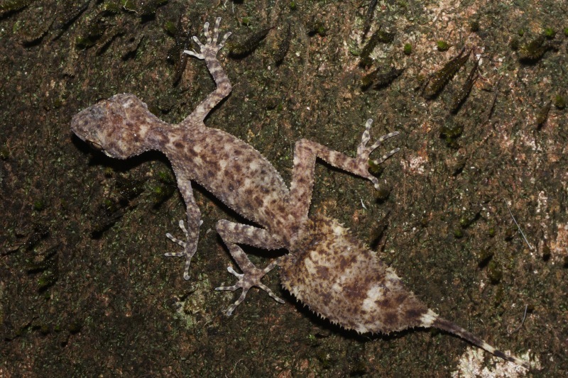 Phyllurus amnicola Couper, Schneider, Hoskin & Covacevich, 2000