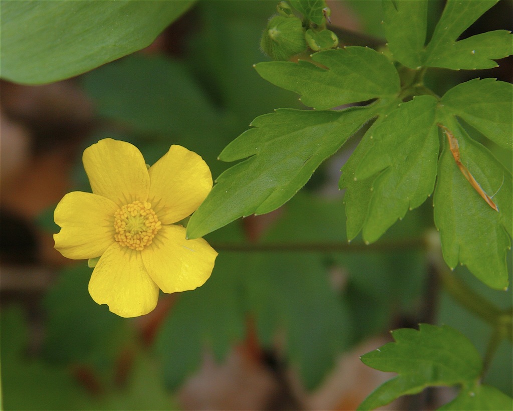 bristly buttercup (Vascular Plants of Lost Cove Farm) · iNaturalist
