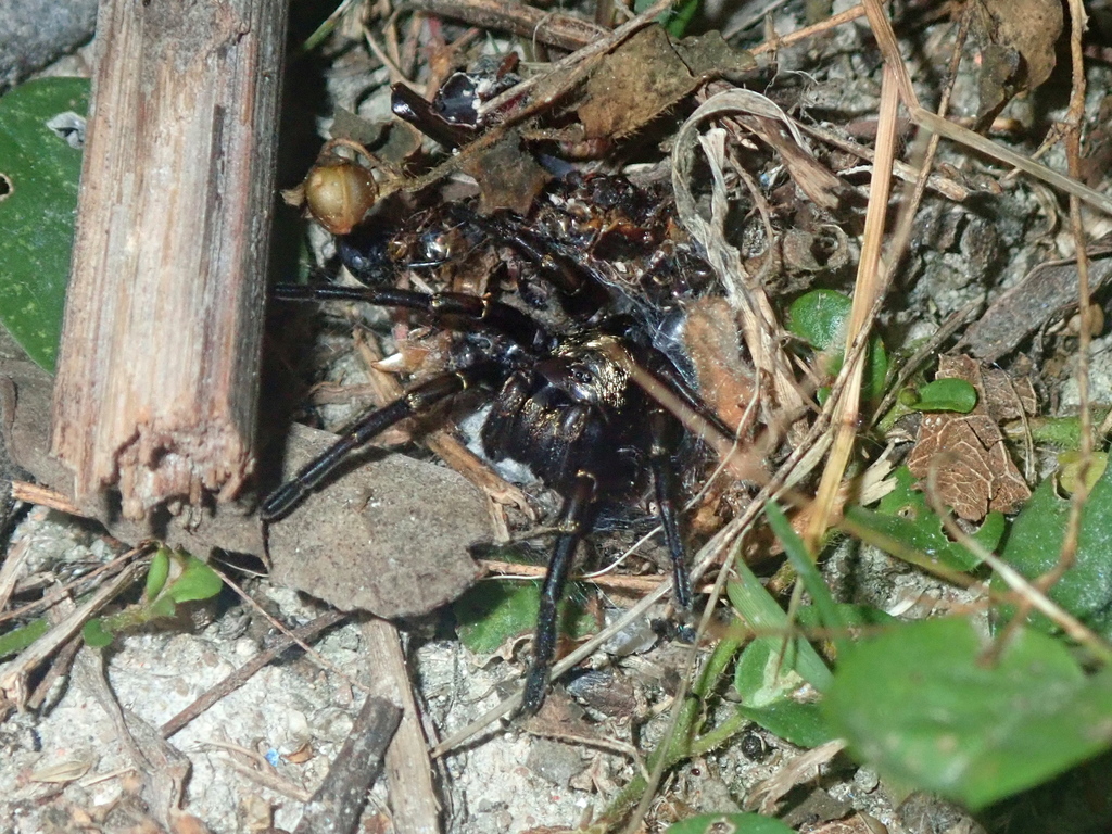 Goldeneye Wafer-lid Spiders in May 2020 by Tsssss · iNaturalist