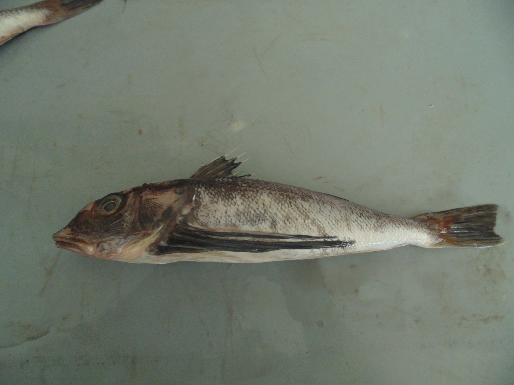 Prionotus stephanophrys Lockington, 1881