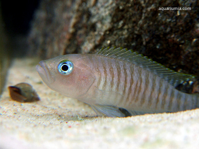 Neolamprologus Multifasciatus