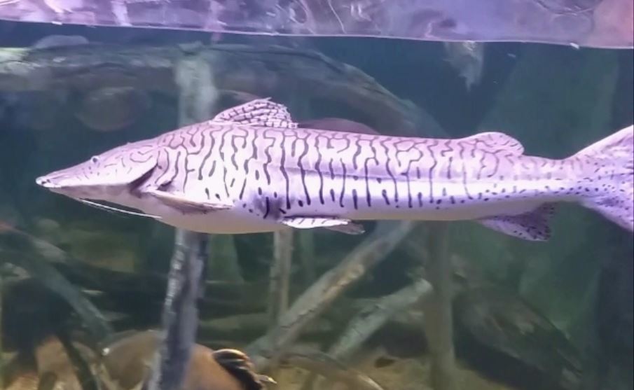 barred sorubim (Pseudoplatystoma fasciatum) - Marine Life Identification