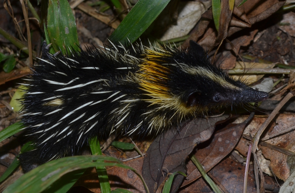 Tenrecs (Tenrecidae) - Know Your Mammals