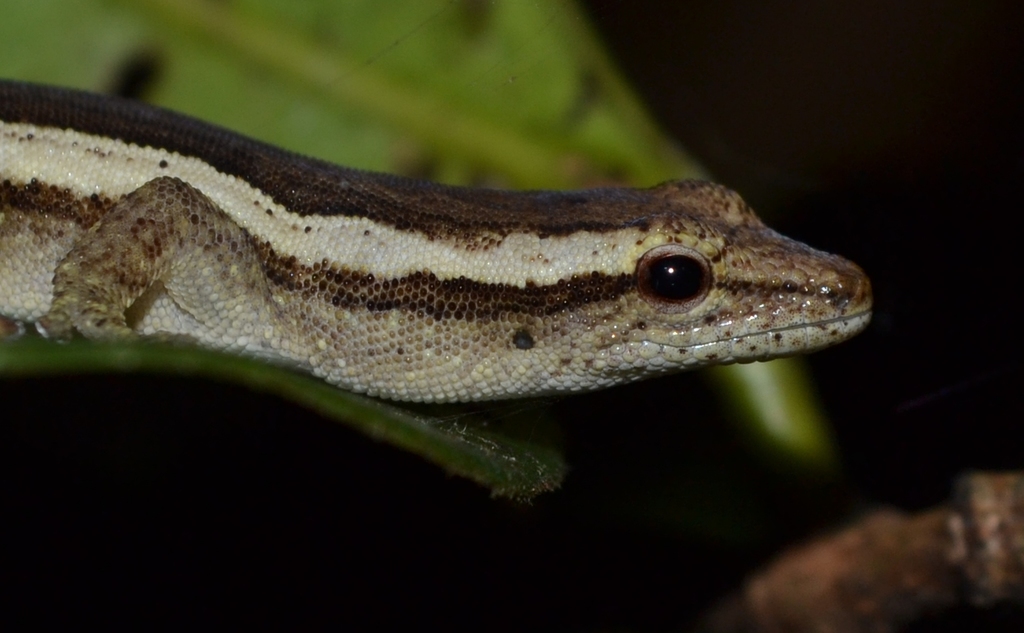 Tiny Dwarf Gecko in April 2015 by Joshua S. Ralph. © 2016 - Joshua ...