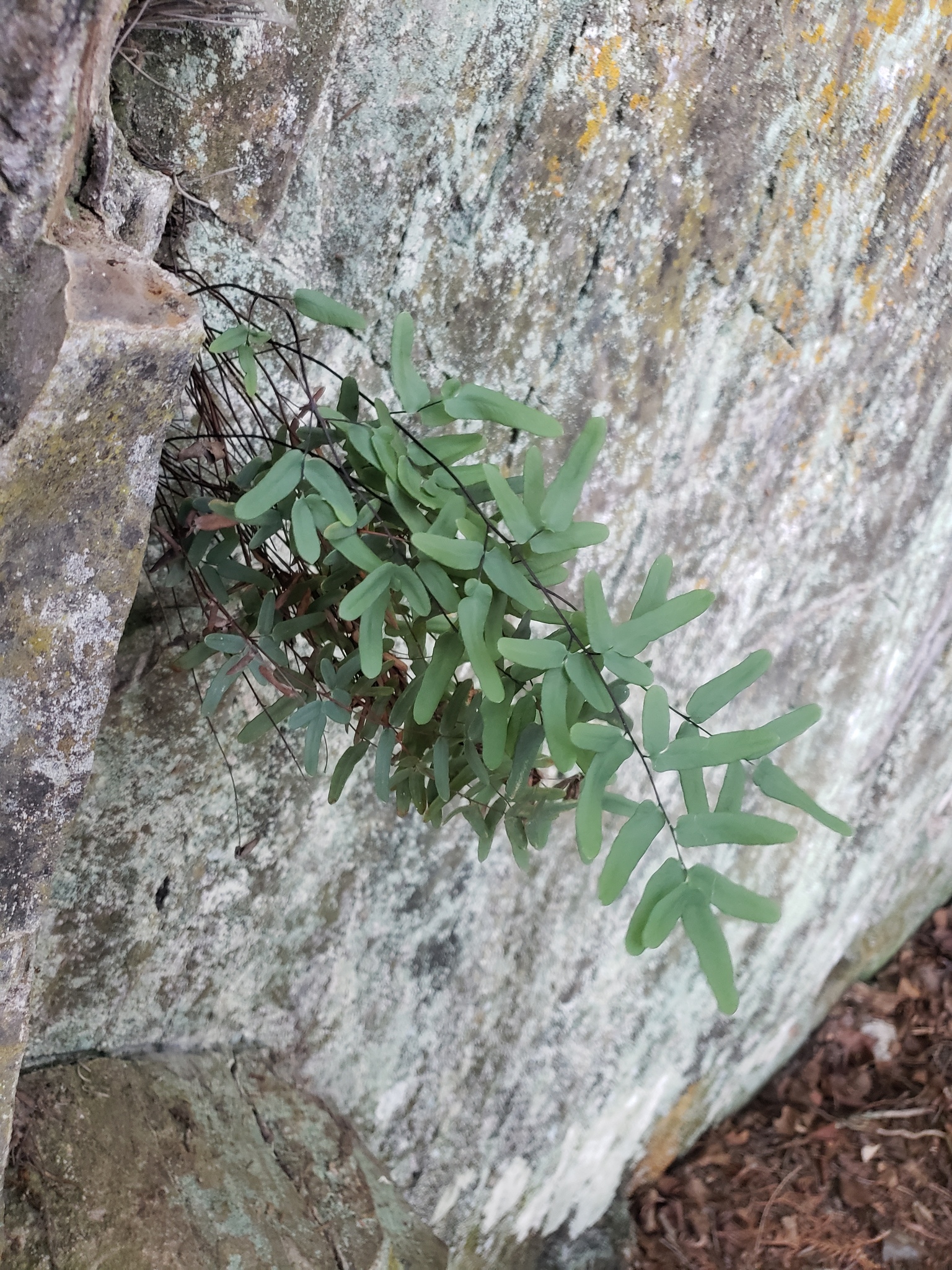 Pellaea glabella subsp. glabella