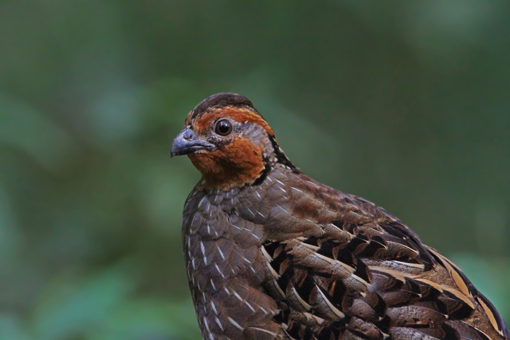 New World Quails (Odontophoridae) - Avian Discovery