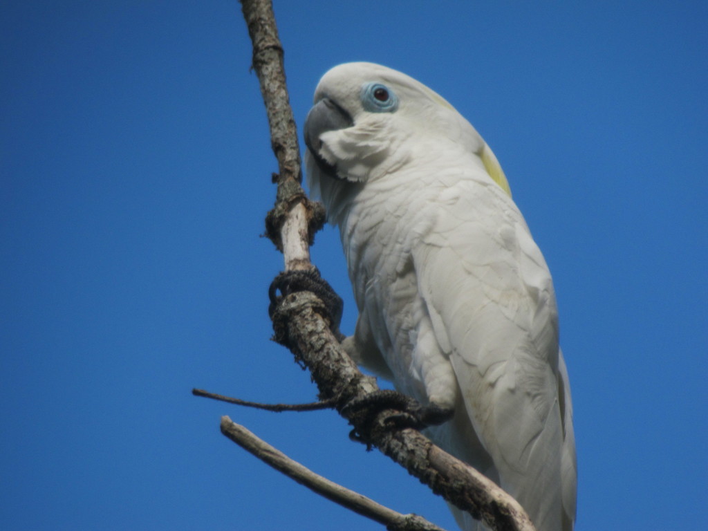 Blue-eyed Cockatoo (Cacatua ophthalmica) - Avian Discovery