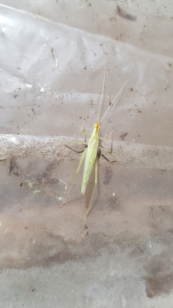Common Tree Crickets from Mildmay, ON N0G 2J0, Canada on September 01 ...