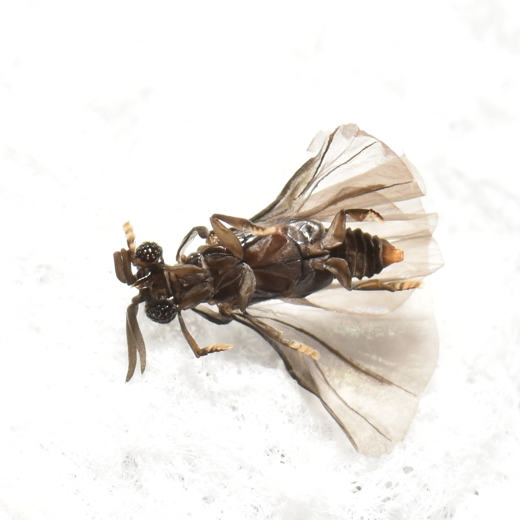 Xenos peckii in August 2020 by Ian Schramfield. Adult male stylopid in ...