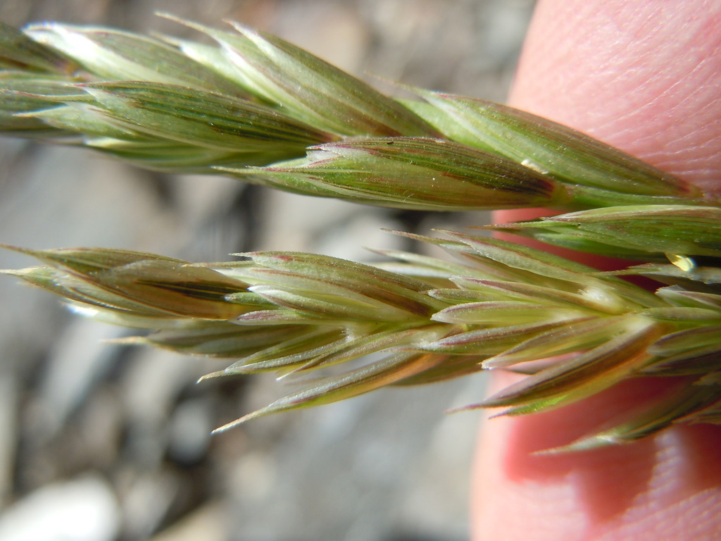 slender wheatgrass (Native Grasses of Ring Mountain) · iNaturalist
