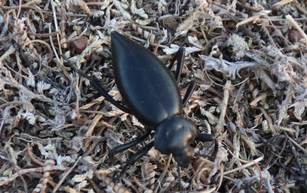 Eleodes acuticauda from Mission Trails Regional Park, West Fortuna, San ...
