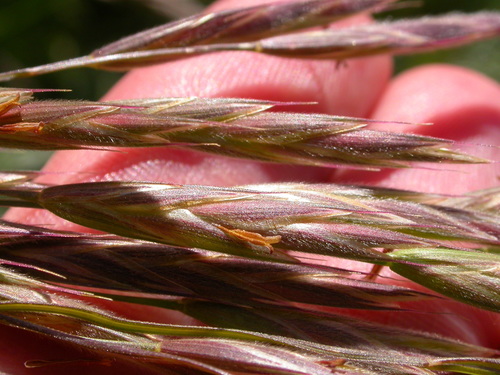 California brome (Native Grasses of Ring Mountain) · iNaturalist Mexico