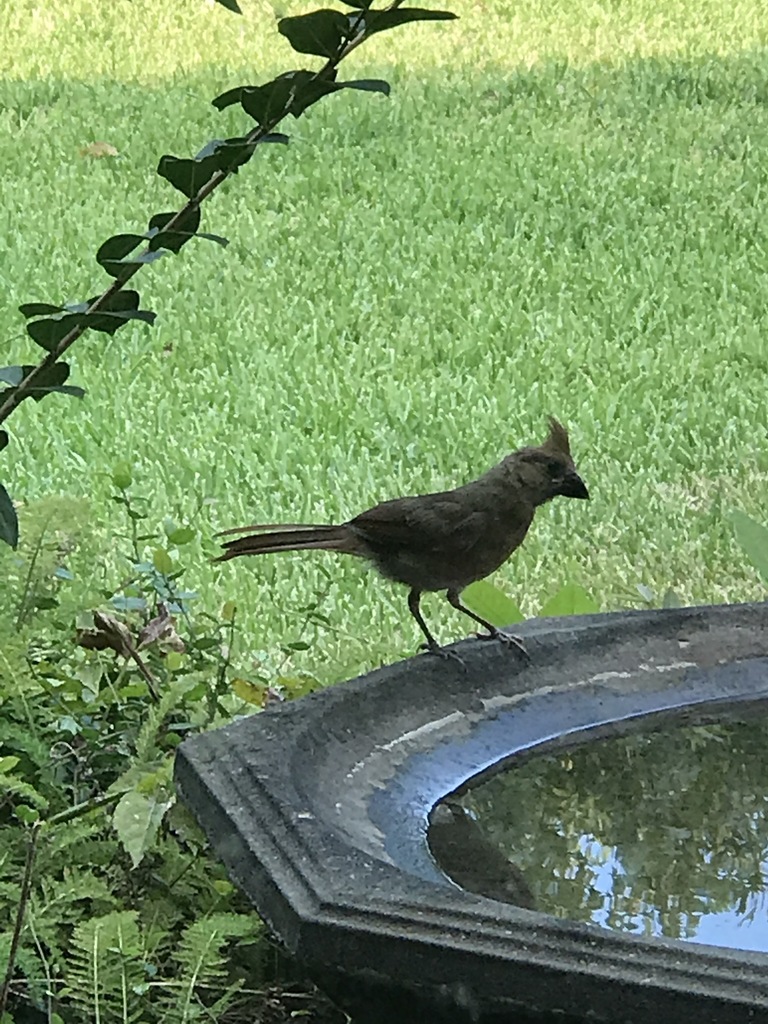 Northern Cardinal from Trophy Club, TX 76262, USA on August 21, 2020 at ...