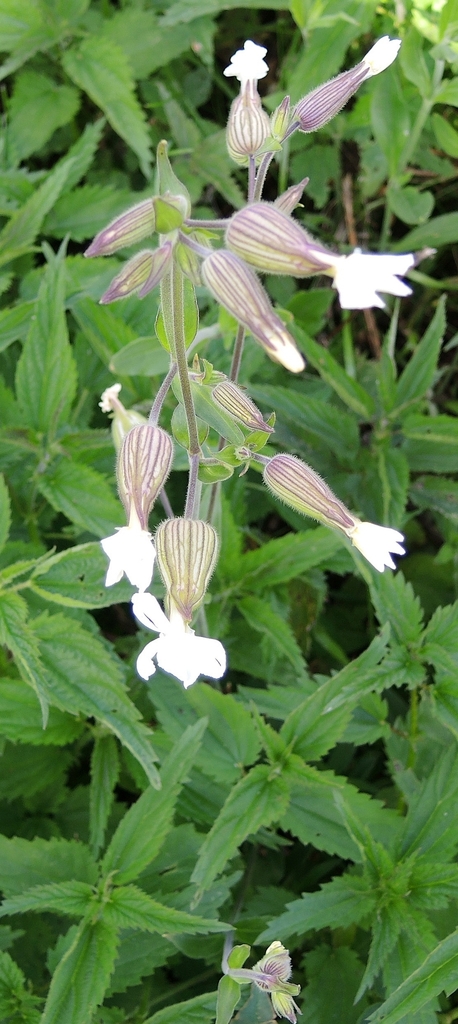 evening lychnis from Черноисточинск, Свердловская обл., Россия, 622940 ...