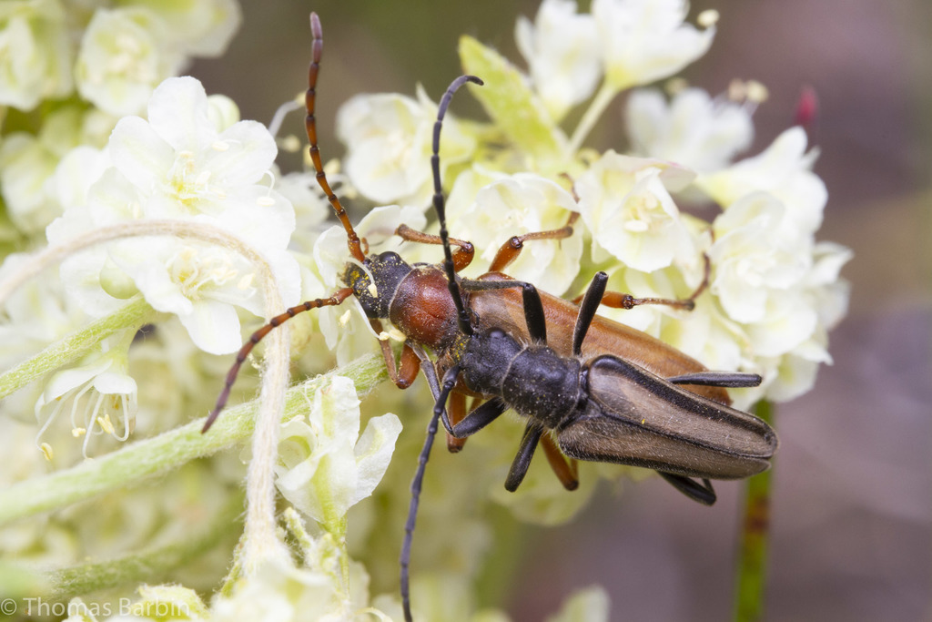 Stenocorus obtusus (Longhorn Beetles of the United States) · iNaturalist