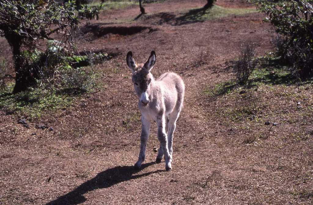 Donkey from Alcedo Volcano, Ecuador on August 12, 1988 at 12:00 AM by ...