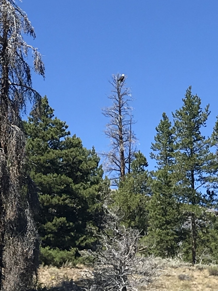 Bald Eagle from Dillon Reservoir, Dillon, CO, US on September 2, 2020 ...