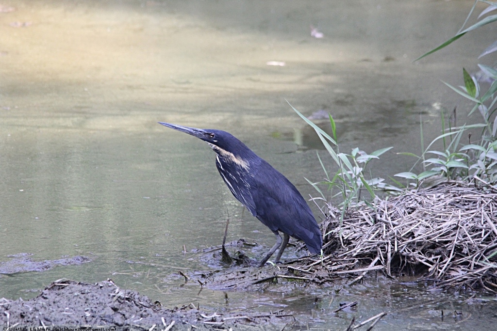 Australasian black bittern from Kimbe, Papua New Guinea on August 18 ...